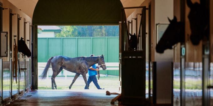 Meydan Stable Day Tour in Dubai