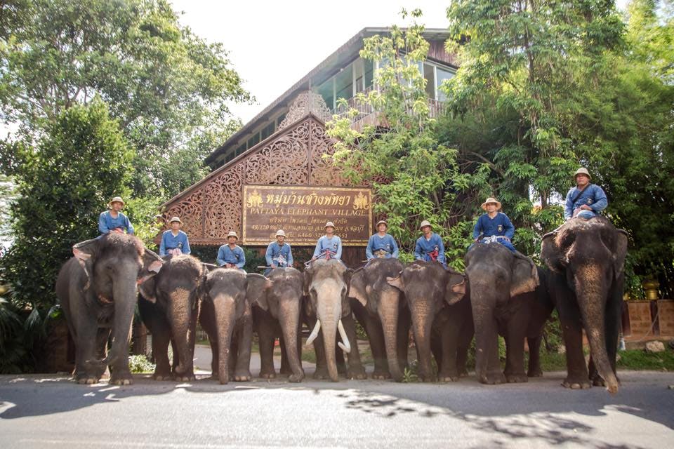 Pattaya Elephant Village & Mong Chang Cafe Half-Day Tour