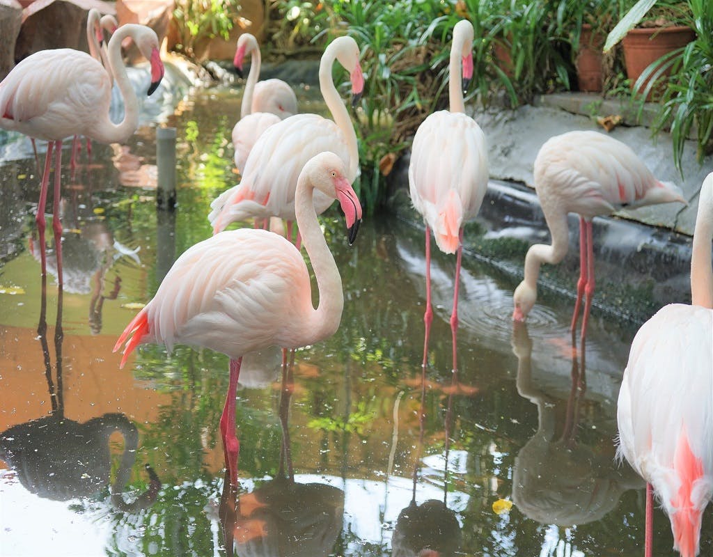 Wildlife Park Langkawi Admission Ticket Price